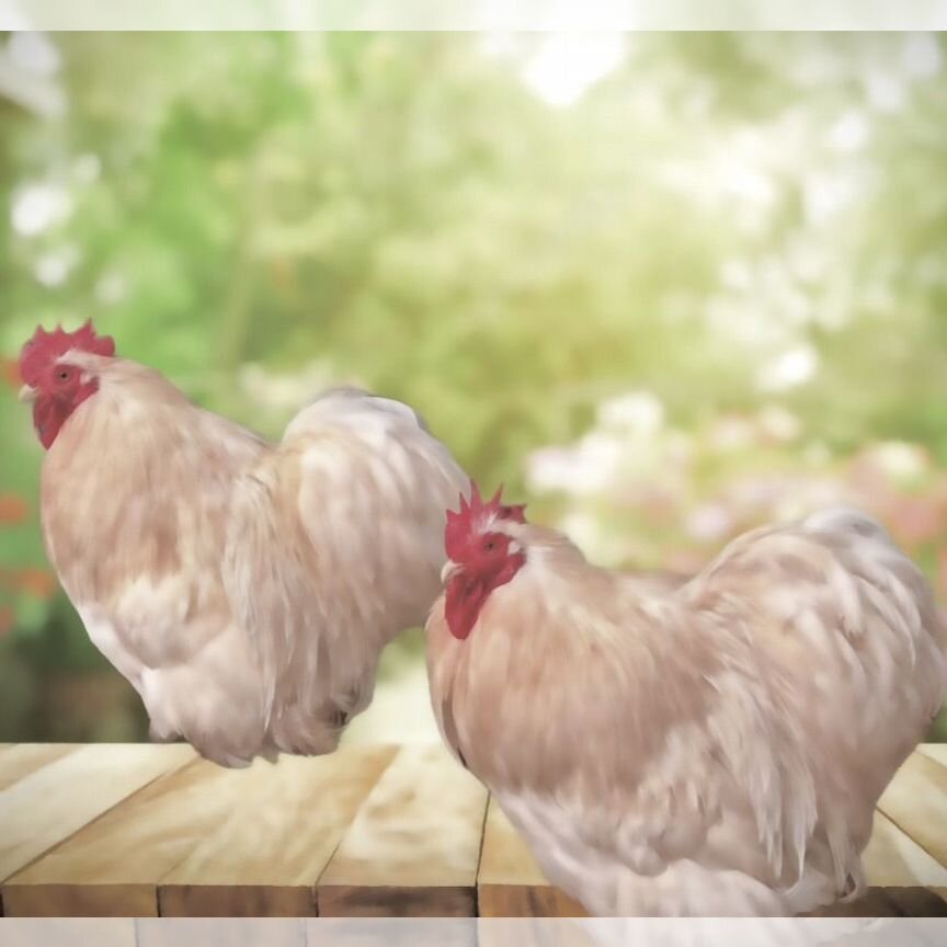 Карликовый кохинхин фото