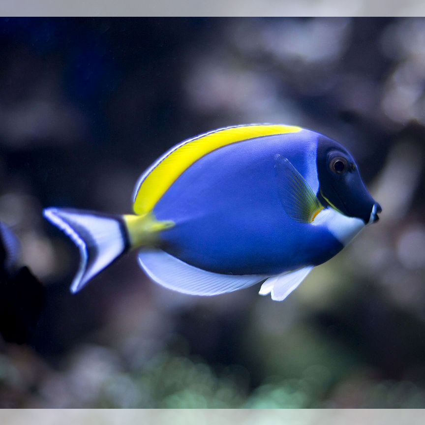 Рыба белогрудый хирург