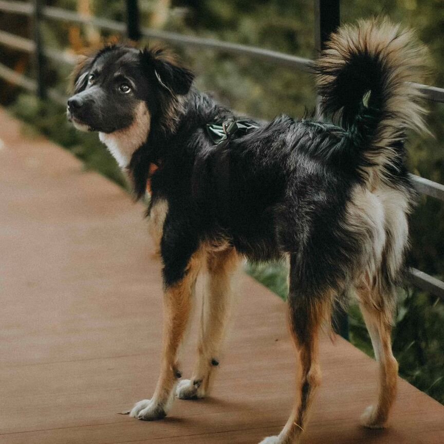 Щенок в добрые руки