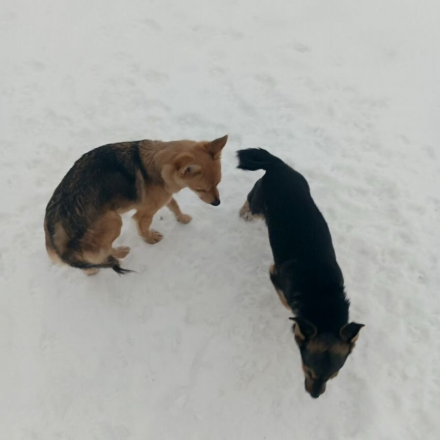 Собаки щенки