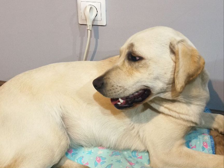 Отдам в добрые руки лабрадора