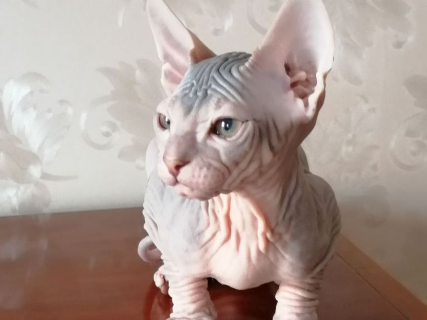 Донской сфинкс