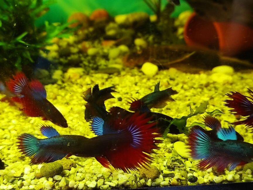 Петушки коронохвостые самцы и самки