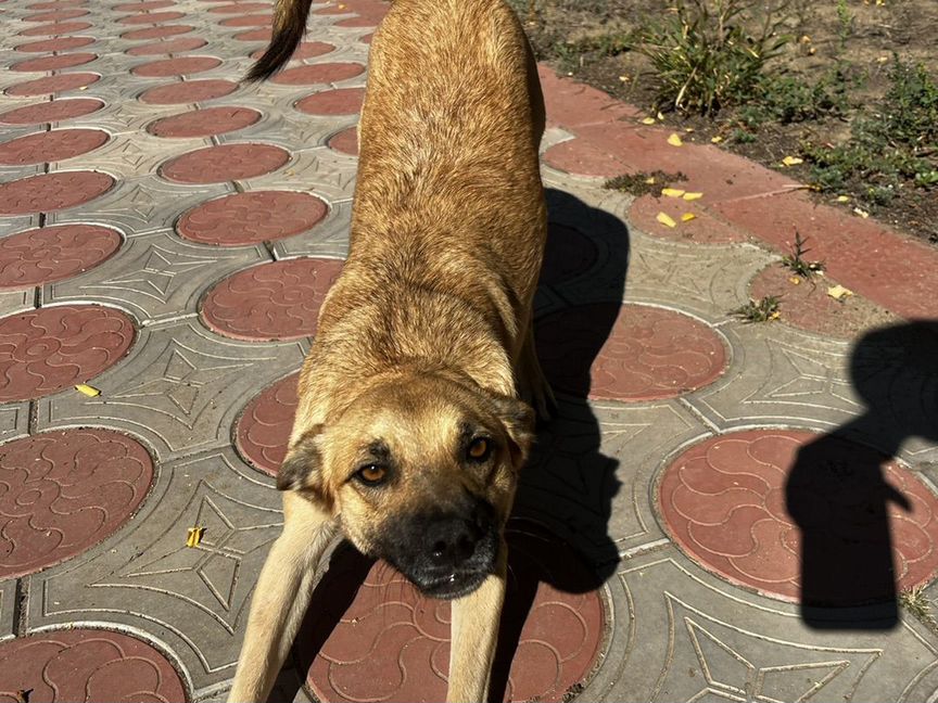 Собака в добрые руки, небольшая