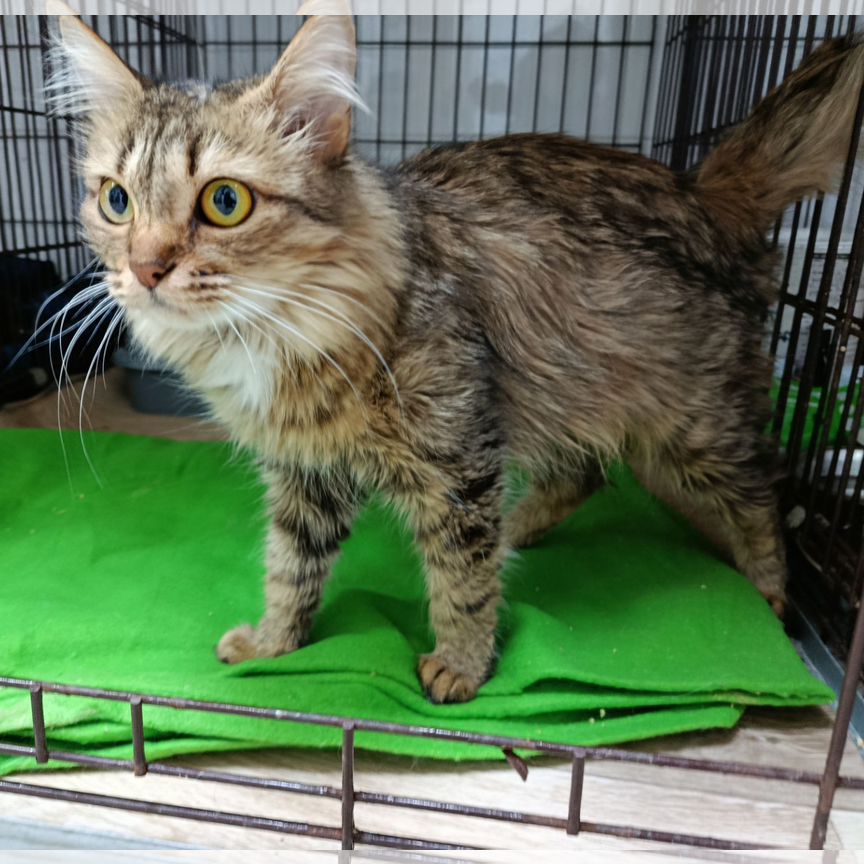 Взрослая кошка в добрые руки