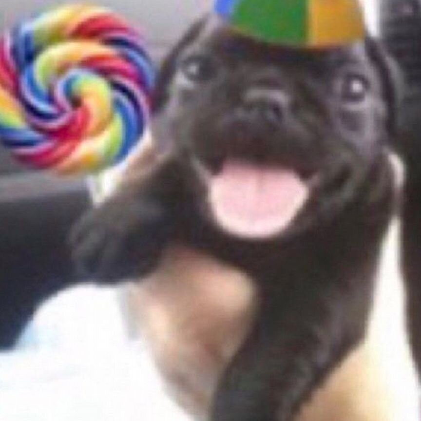 Йоркширский терьер, щенок