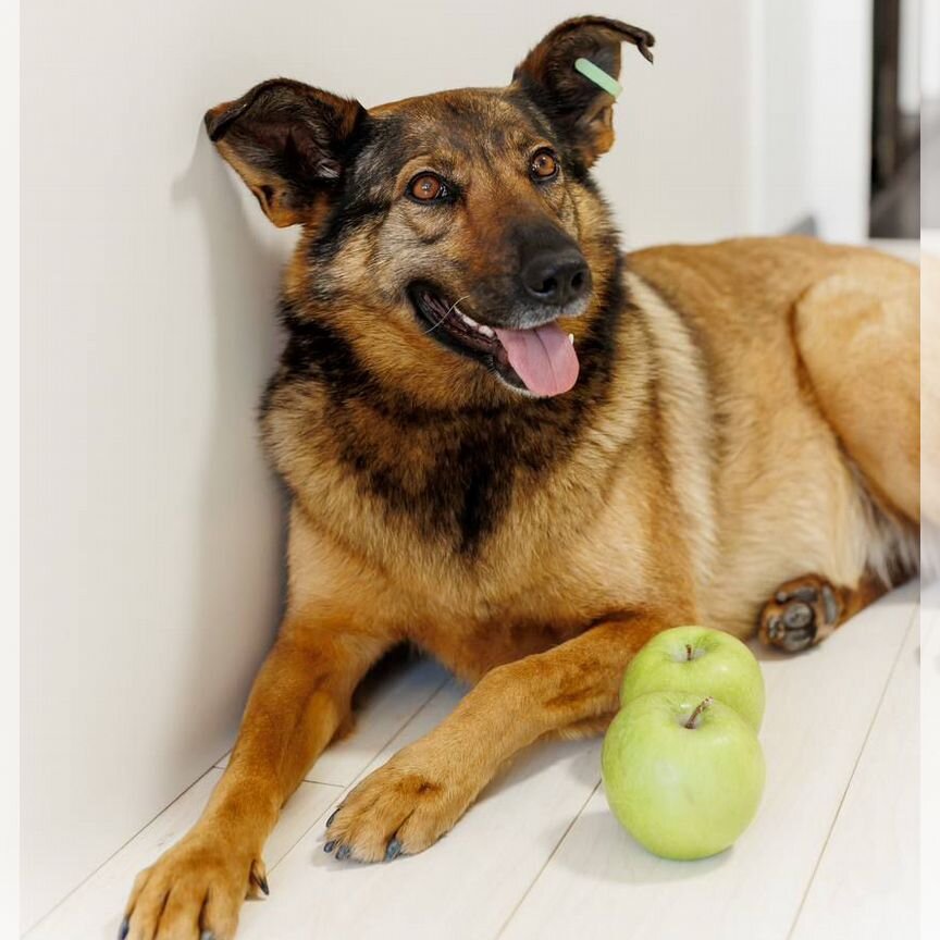 Идеальная собака Джемма в добрые руки в дар