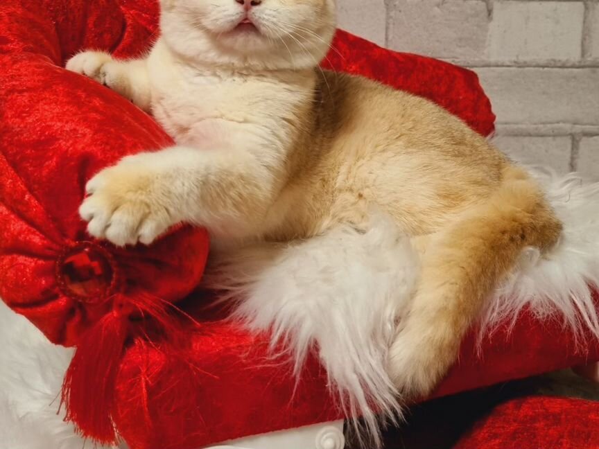 Британский мальчик золотая шиншилла BRI ny12