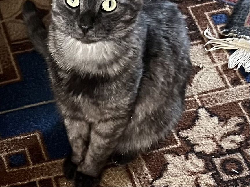 Кастрированный кот