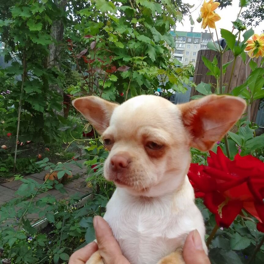 Чихуахуа мальчик