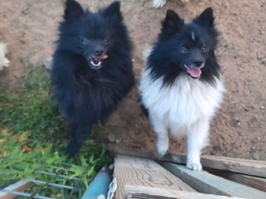 Щенки шпица