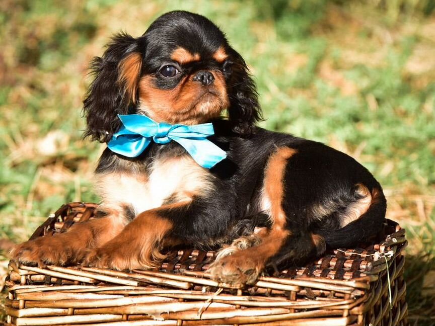 Кинг чарльз спаниель