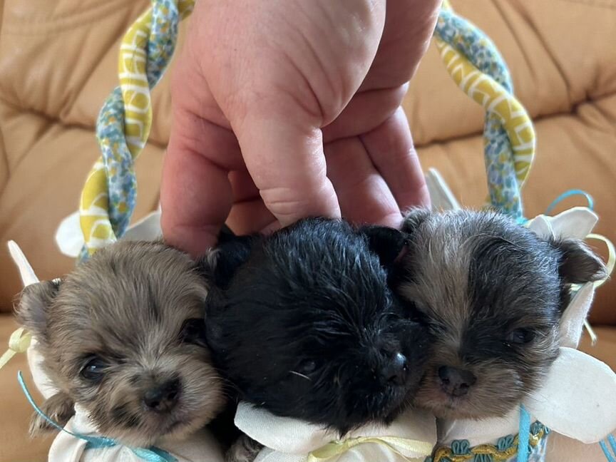 Щеночки шпица