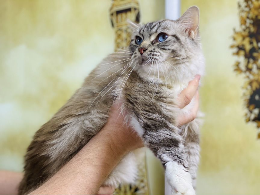 Рэгдолл шоу класса польских кровей