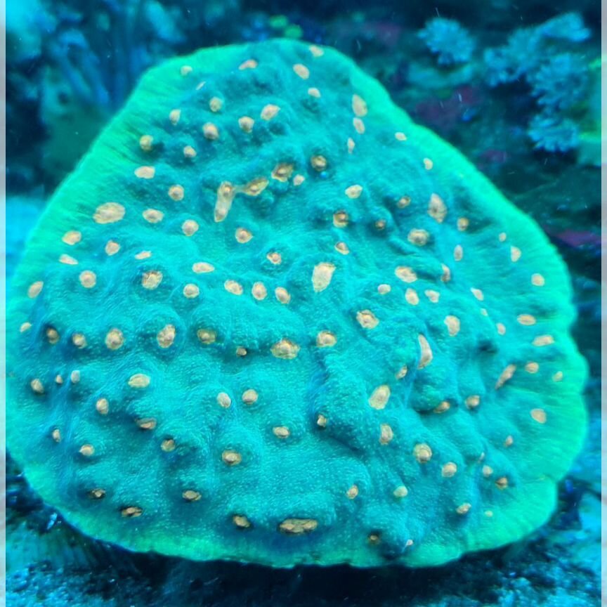 Коралл в морской аквариум (чалис)