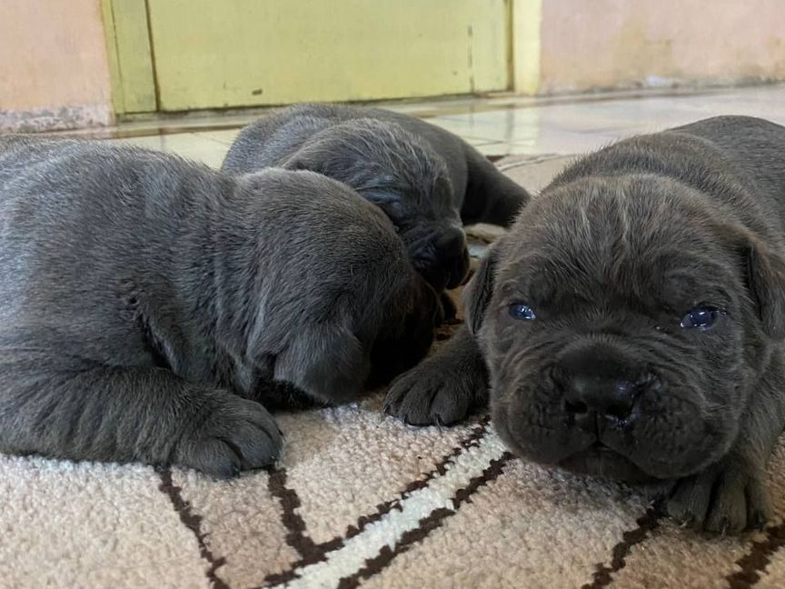 Щенки кане Корсо