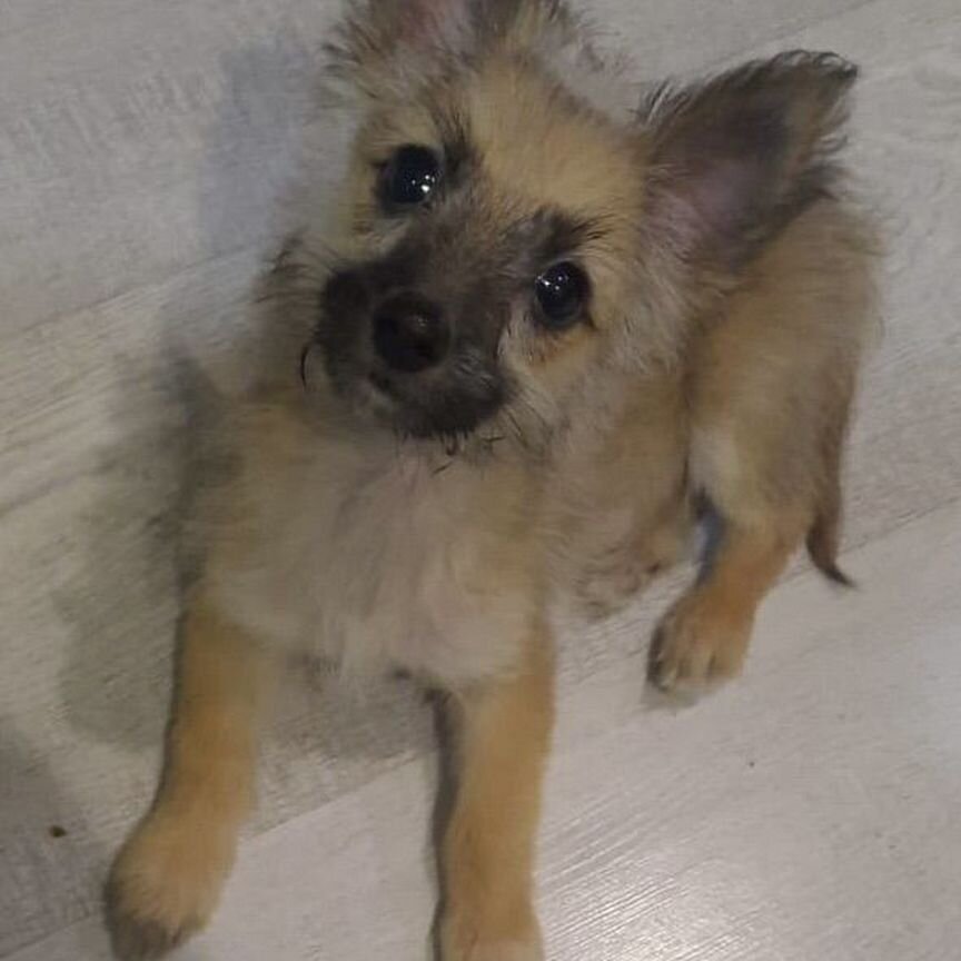 Отдам щенят в добрые руки