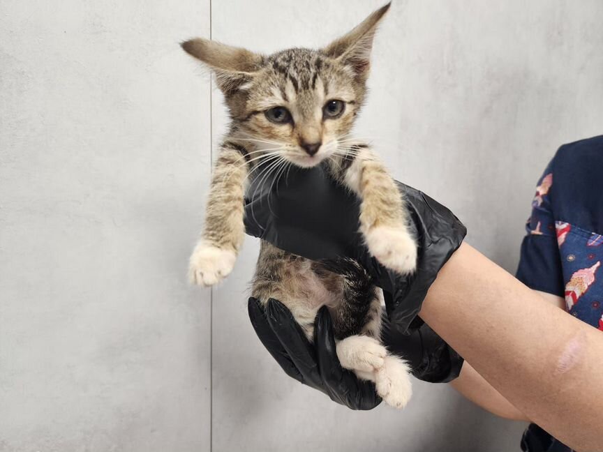 Кошка в дар бесплатно