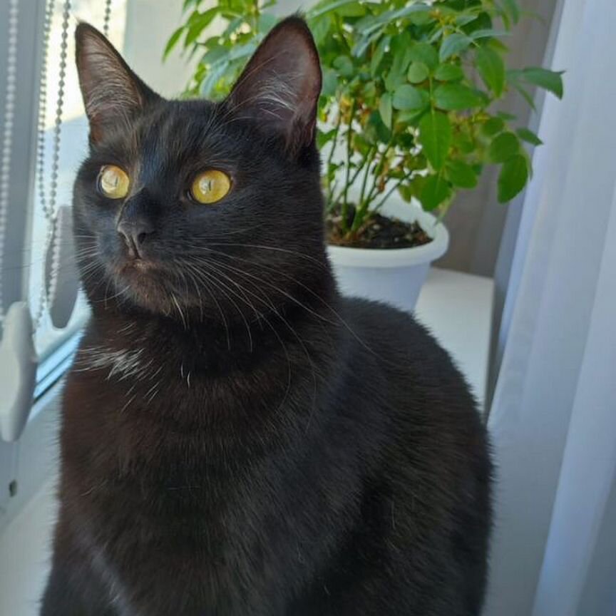 Кошечка в добрые руки