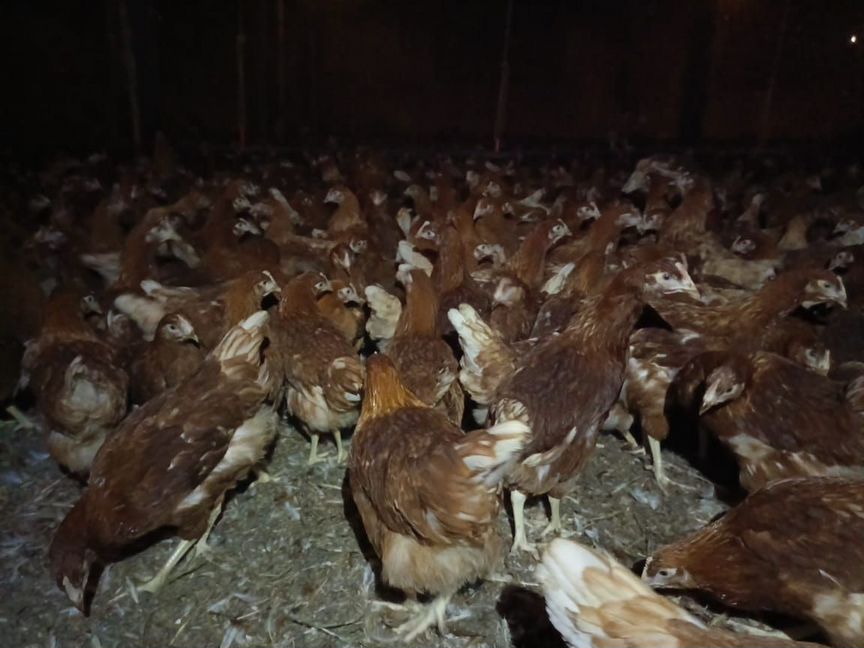 Куры молодки несушки Родонит