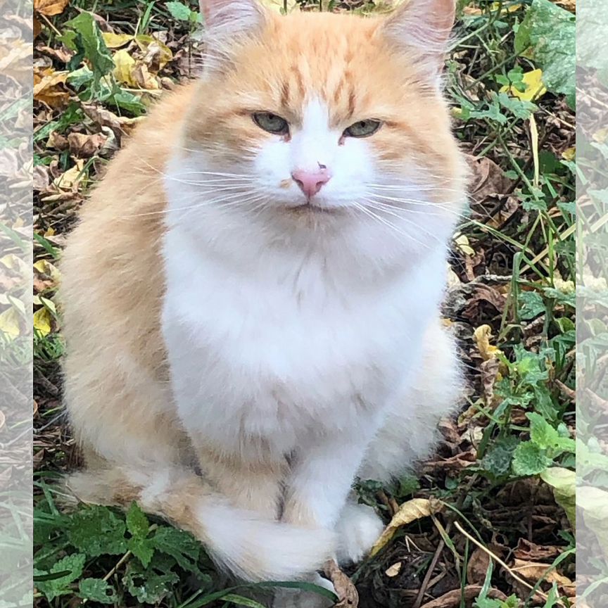 Кот