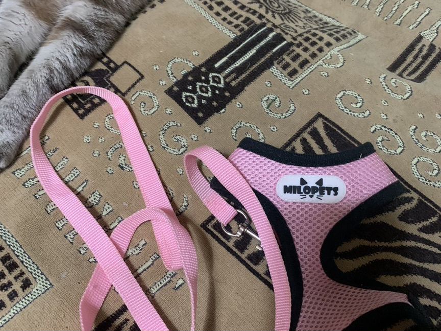 Шлейка для кошки