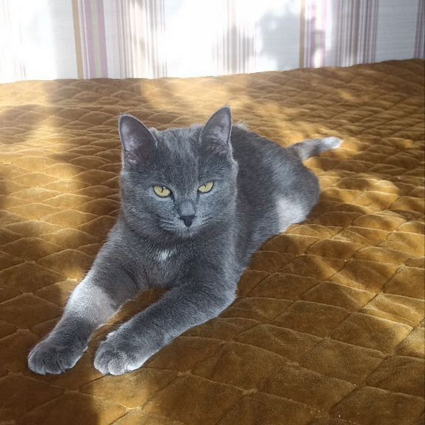 Кошки в добрые руки