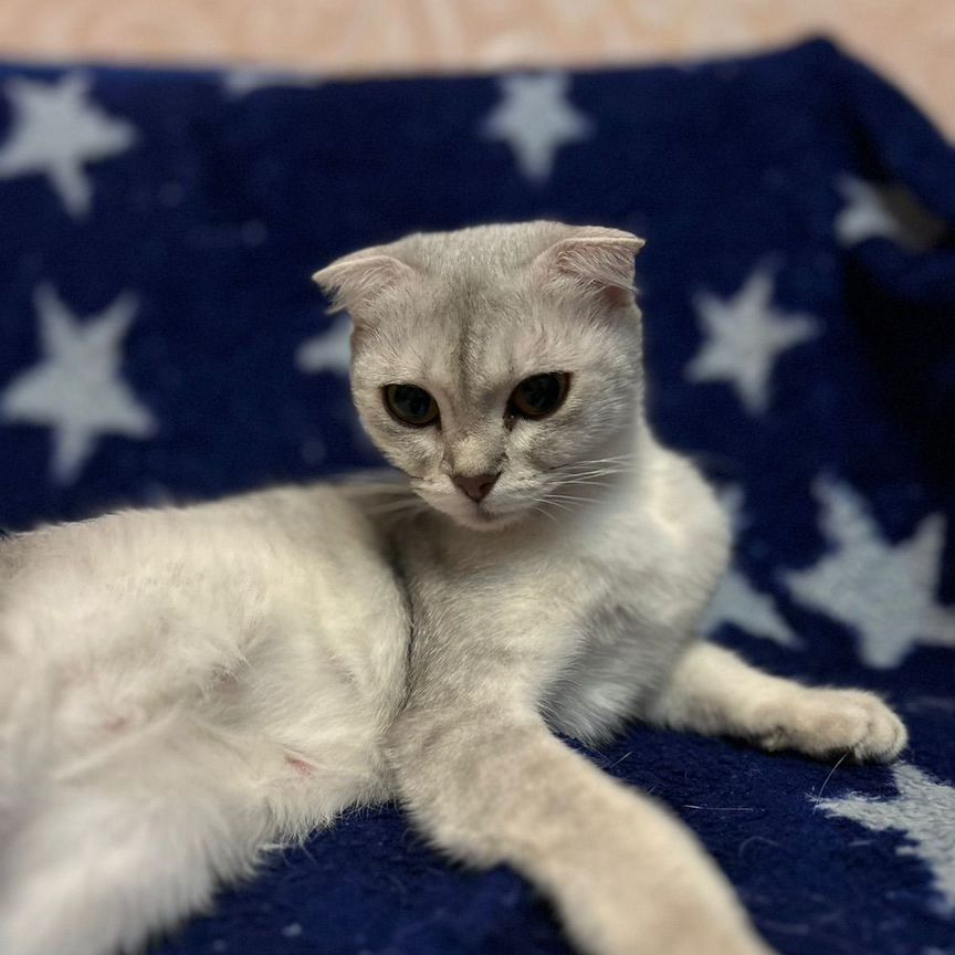 Кошка Буська