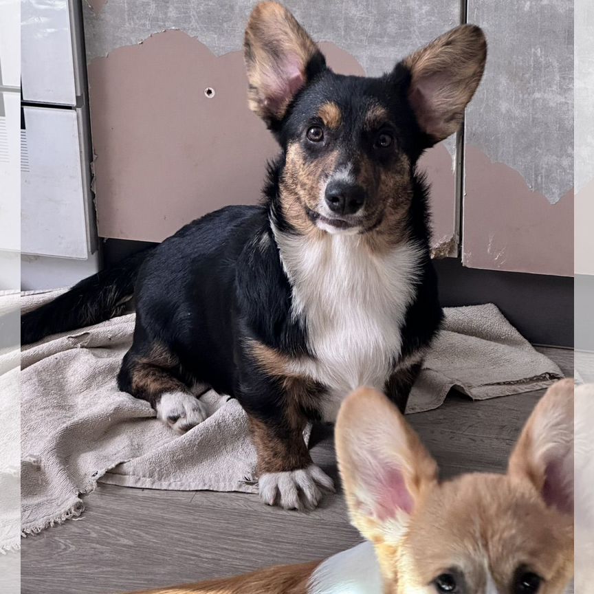 Вельш Корги Кардиган, щенок