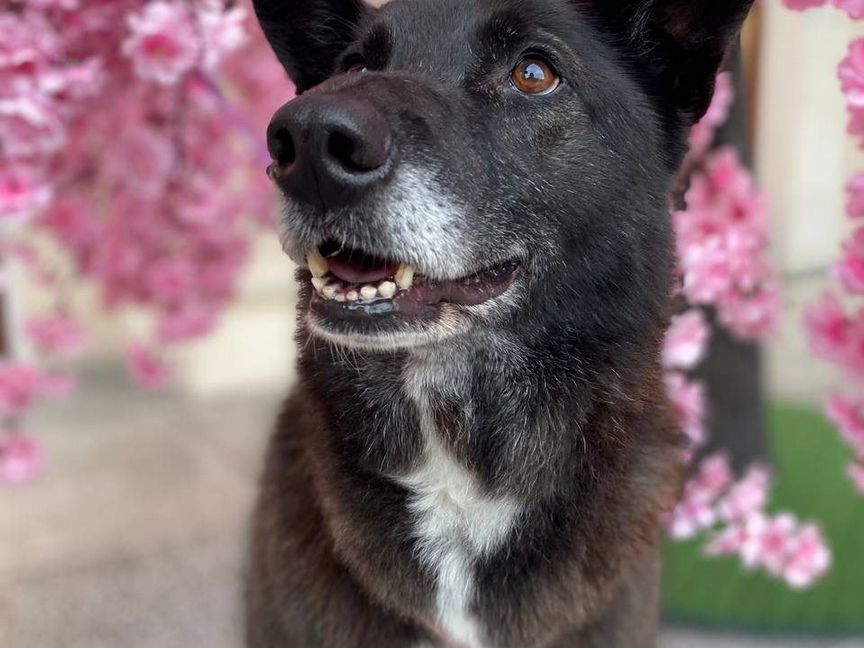 Семейная собака в добрые руки