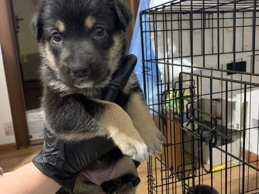 Отдадим щенков в хорошие руки