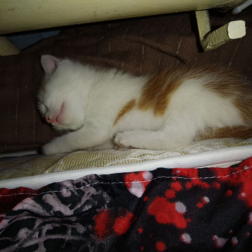 Котята в добрые руки бесплатно