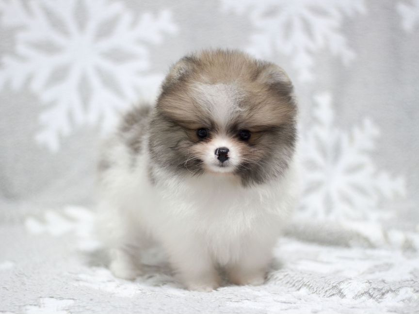 Щенки померанского шпица