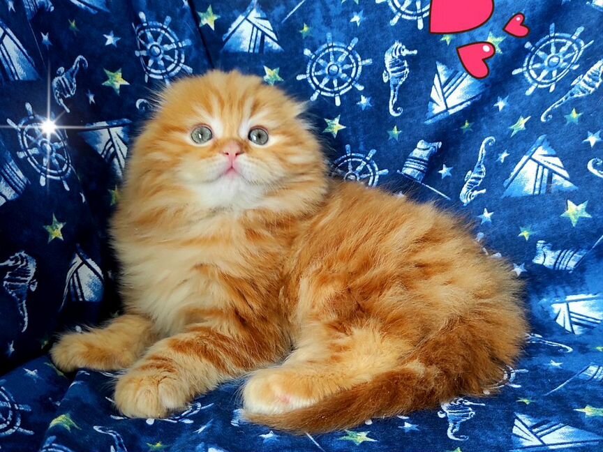 Эффектный Шотландец