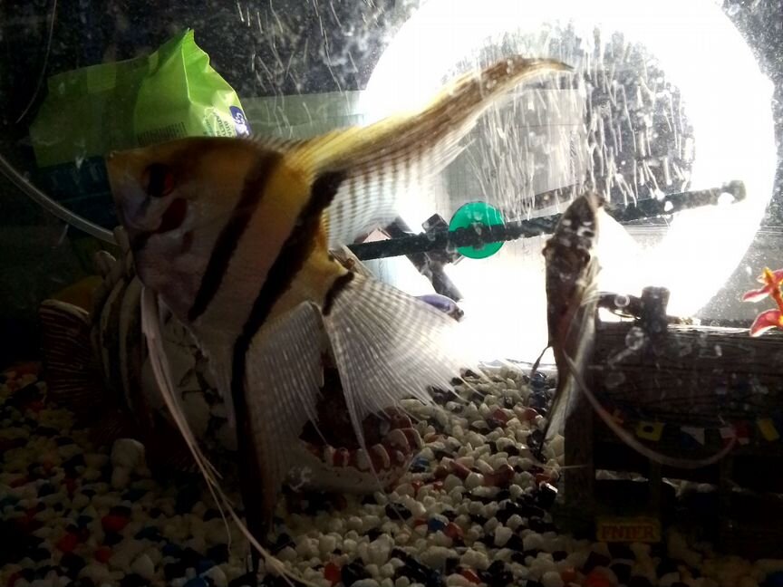 Аквариумные рыбки и растение