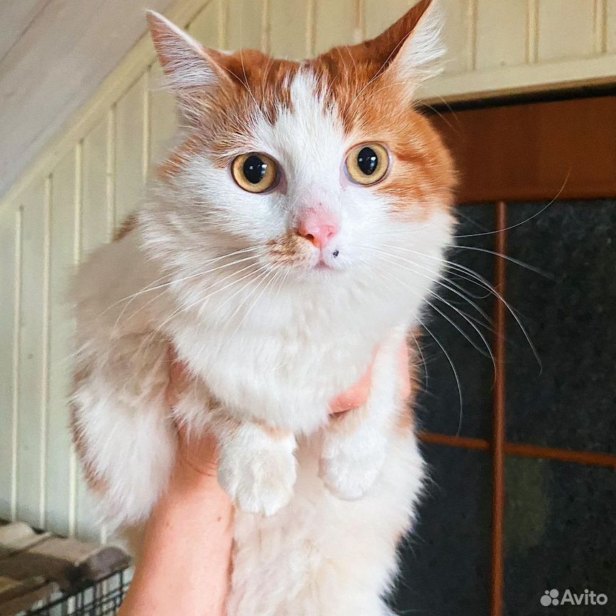 Пушистый котик