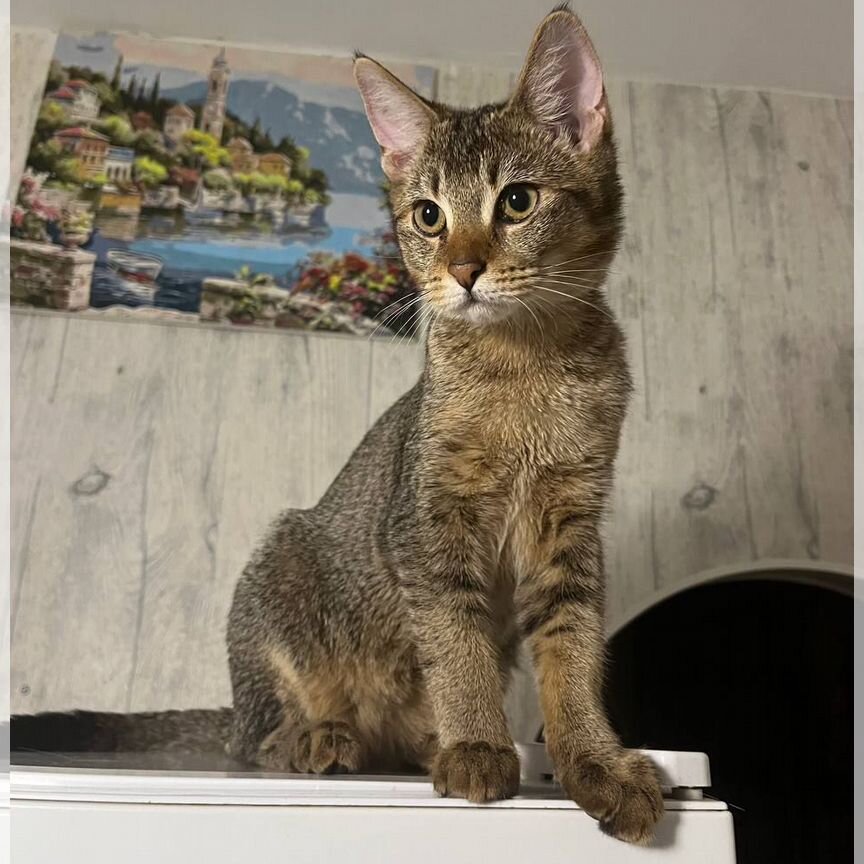 Чаузи котёнок