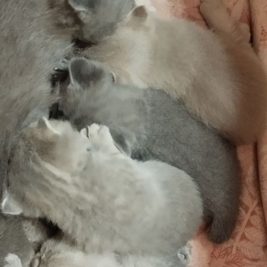 Шотландские хвостики Мяу