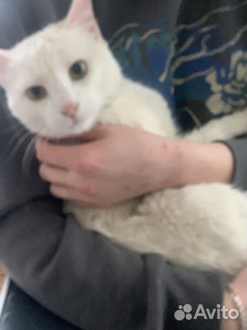 Беляшику очень нужен дом