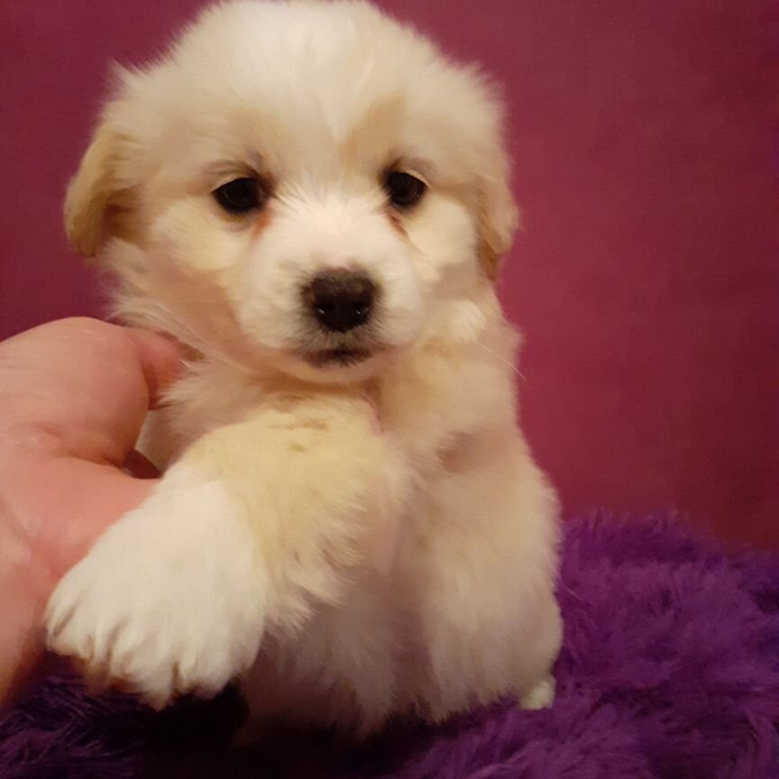 Корги пемброк  японский шпиц