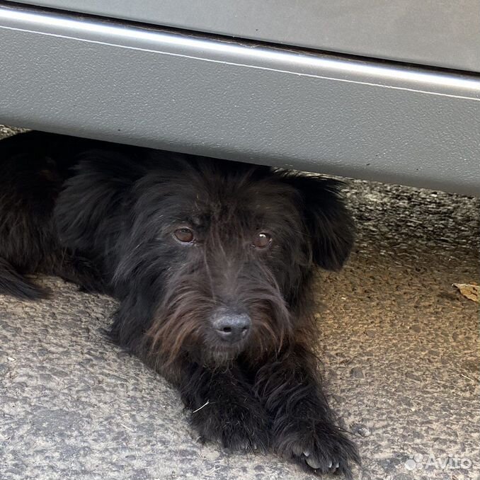 Найдена собака потеряшка