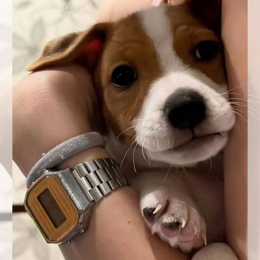 Джек-рассел-терьер, щенок