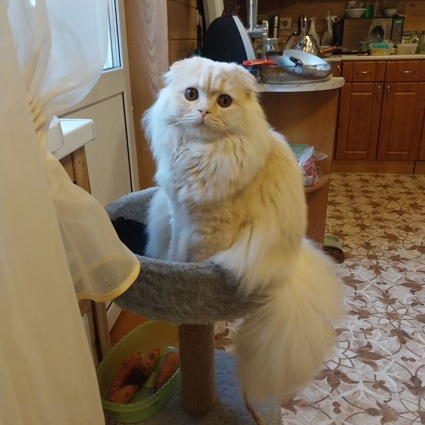Британец вислоухий ищет кошечку для вязки