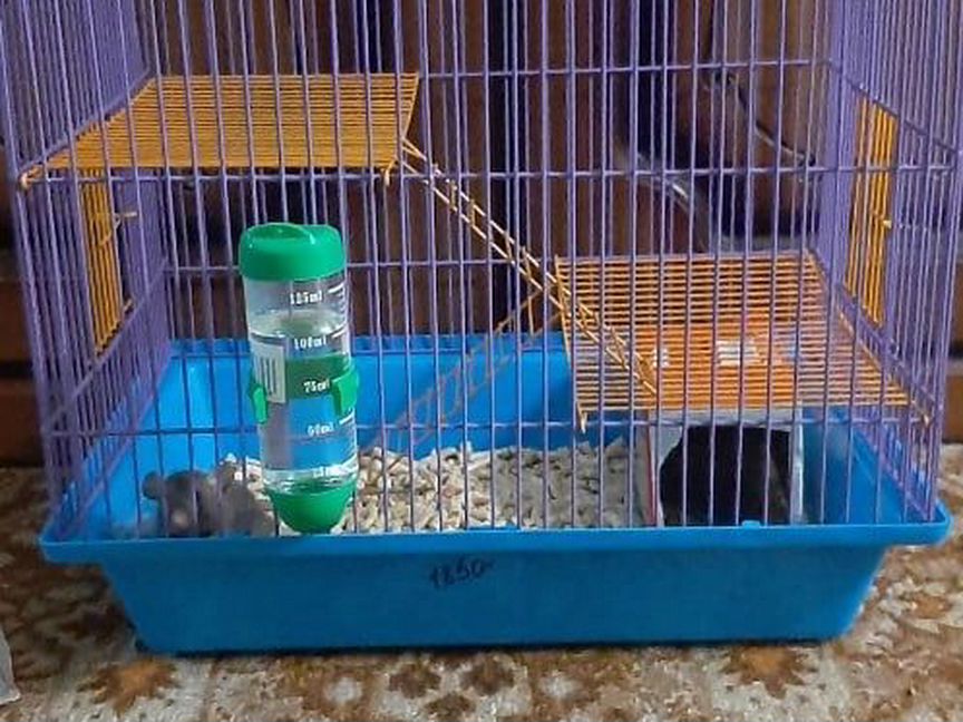 Продам 2 клетки для крыс с дополнениями