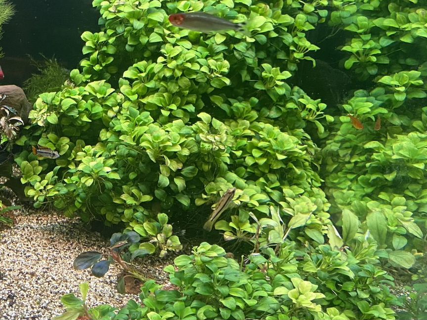 Аквариумные растения анубиас