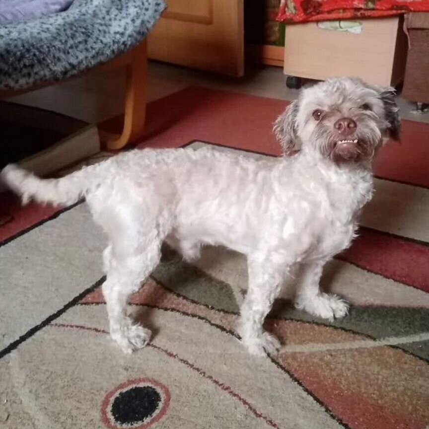 Русская цветная болонка, взрослый пёс