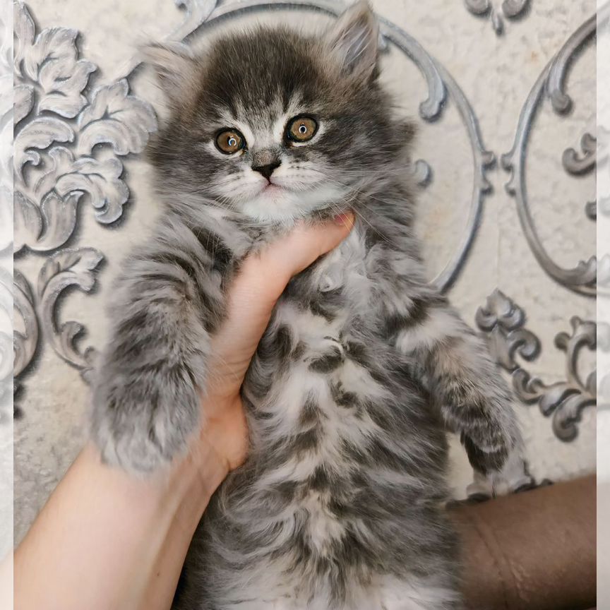 Шодланский котёнок, девочка