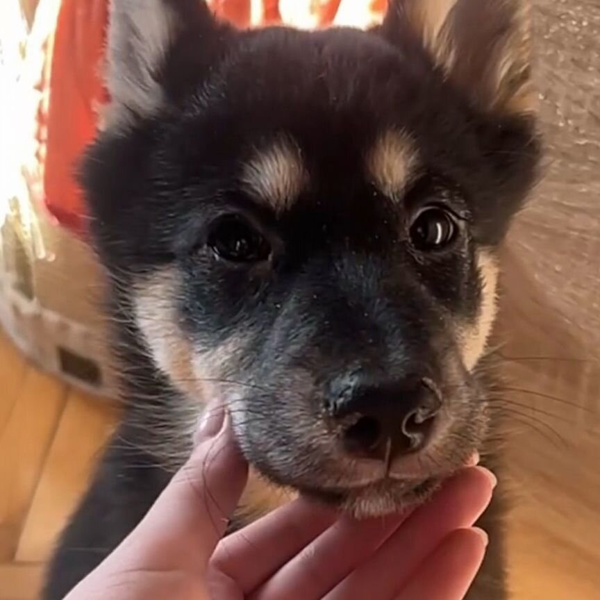 Лайка, щенок