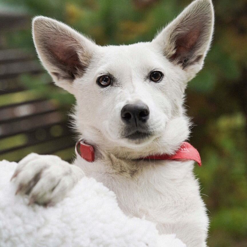 Щенок в добрые руки