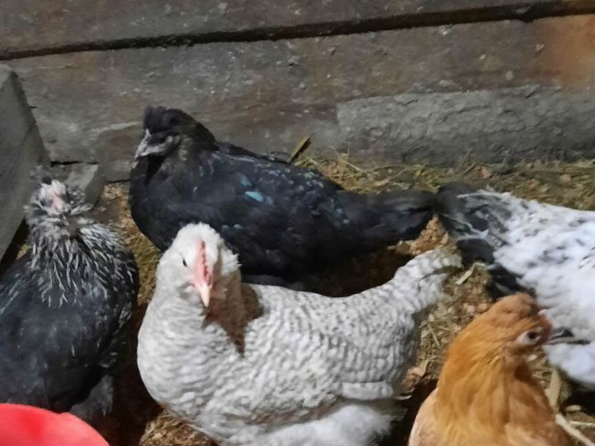 Куры молодки